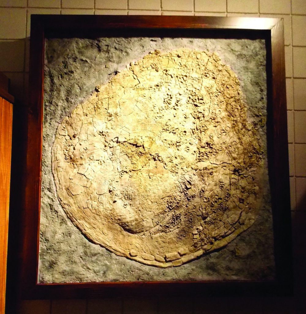 Giant clam display in museum – USU Eastern Eagle