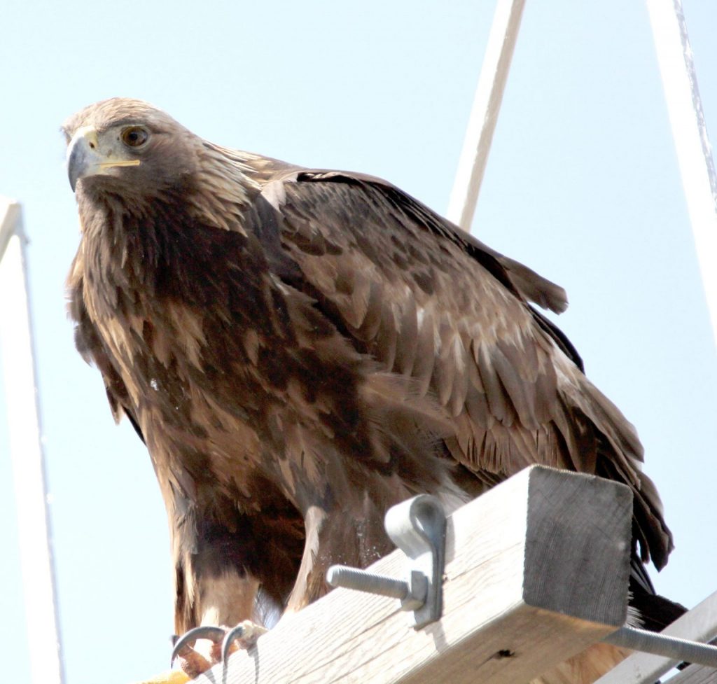 An accidental sighting of an Eagle turns gold for student photographer ...