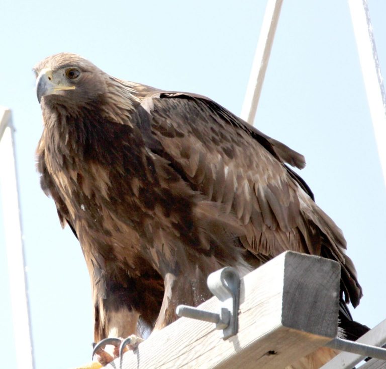 An accidental sighting of an Eagle turns gold for student photographer ...