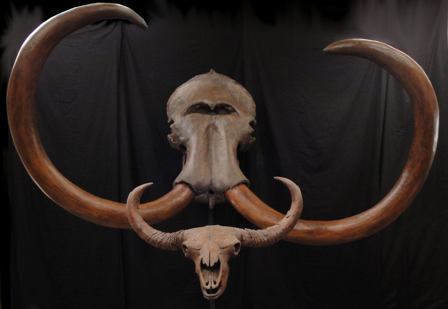 Horns & Tusks special exhibit at USU Eastern Prehistoric Museum – USU ...